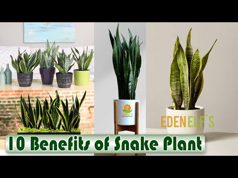 10 Benefits of Snake Plant