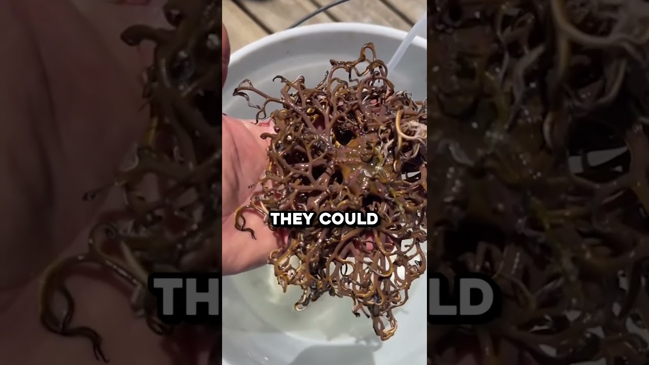 You’ve Never Seen a Creature Like This Before 😳