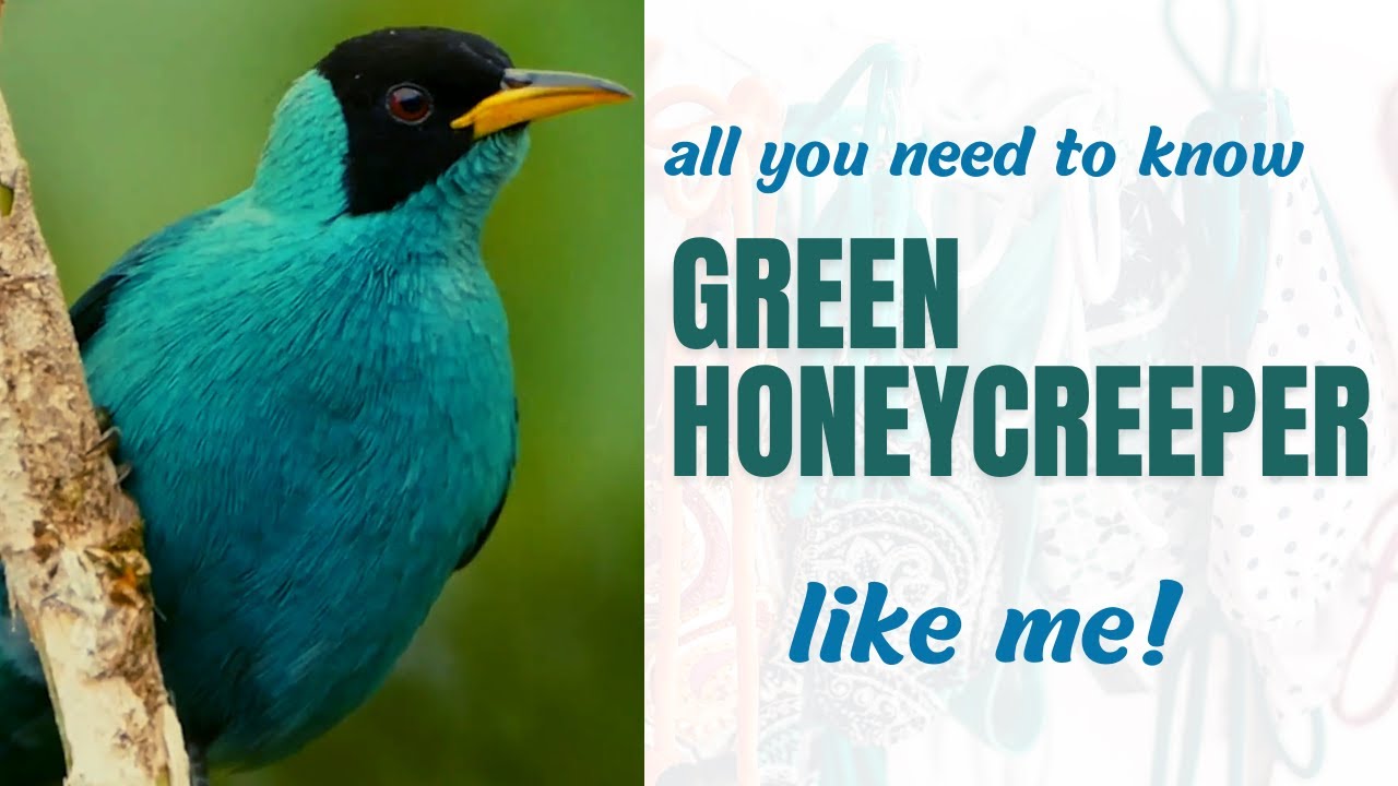 green honeycreeper facts 🦜 found in southern Mexico 🇲🇽 south to Brazil 🇧🇷 and on Trinidad 🇹🇹
