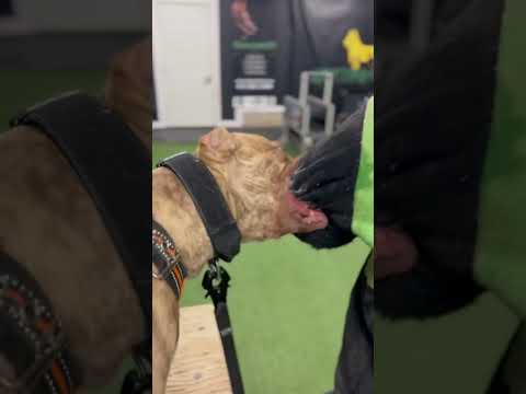 Pitbulls want some of the action as well! #pitbull #dogtraining #policedog #malinois
