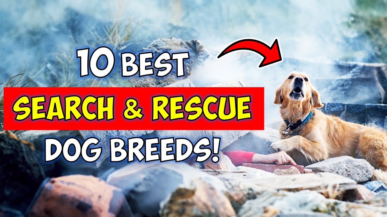 10 Best Search and Rescue Dog Breeds