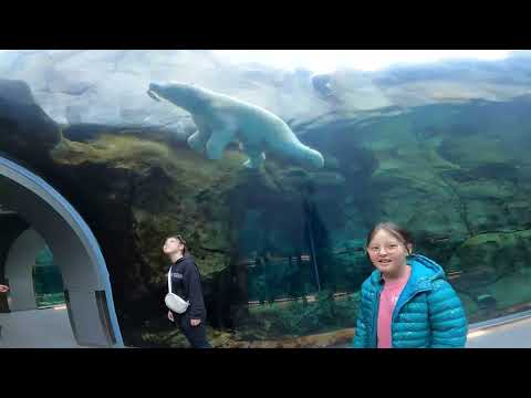 #polarbear #winnipeg #zoo #arctic #animals #seal #sealife #satisfyingvideo #amazinganimals
