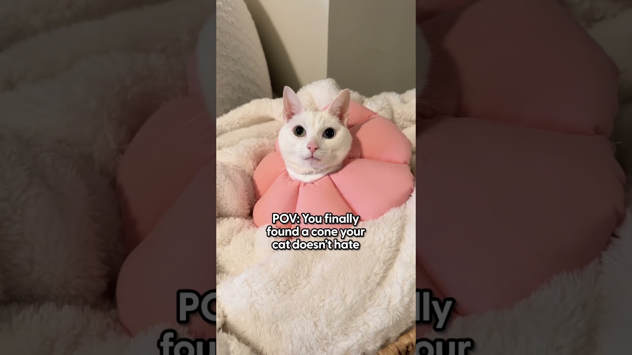 Testing Soft Cat Recovery Cones | The Pack