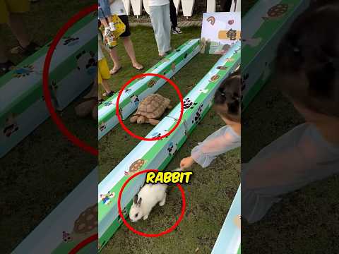 Rabbit vs Turtle Race ????