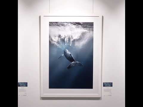 Wildlife Photography Secrets with Robin Moon: Behind the Lens of Whale Song