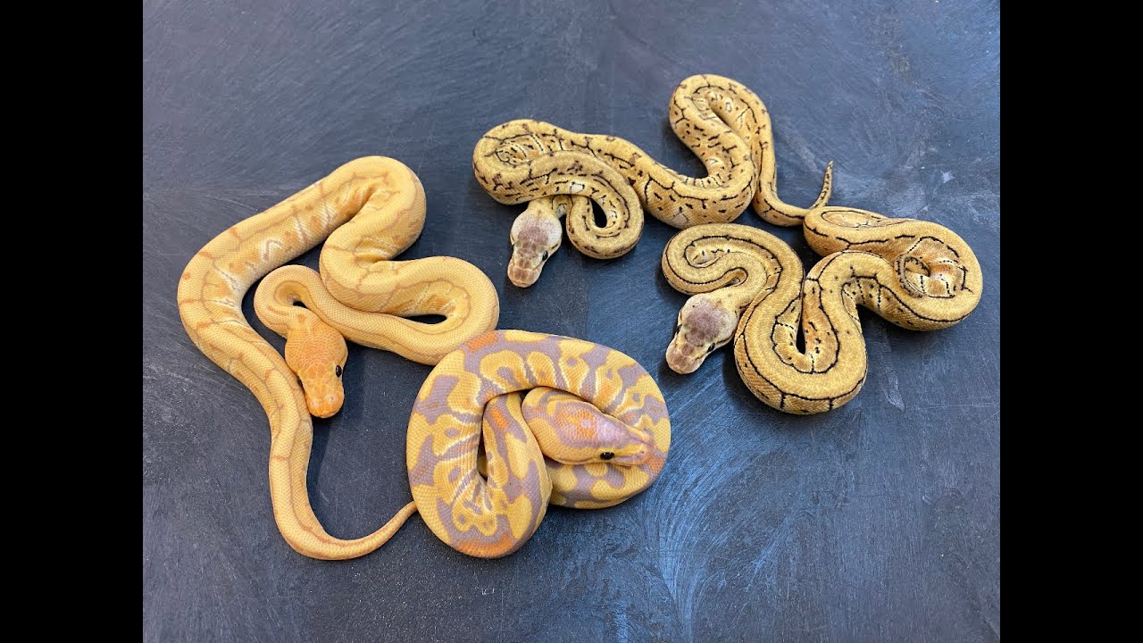 Cryptic/Crypton Ball Python Update + egg cutting!