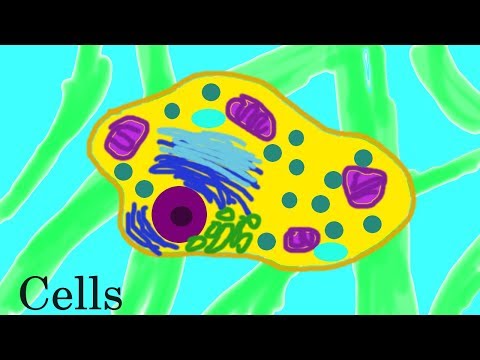 Cells