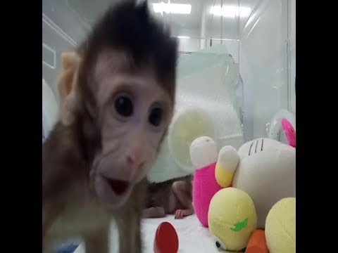 Scientists have cloned monkeys and it could help treat cancer