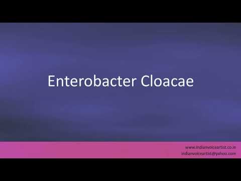 Pronunciation of the word(s) "Enterobacter Cloacae".