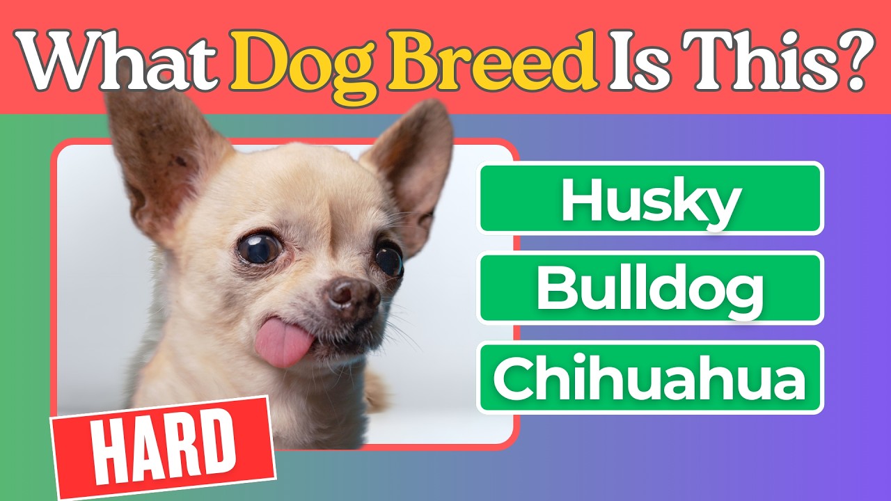 Guess 100 Dog Breeds Quiz 🐕 (Impossible Challenge)