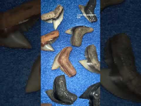 Million Year old Fossilized Tiger Shark Teeth