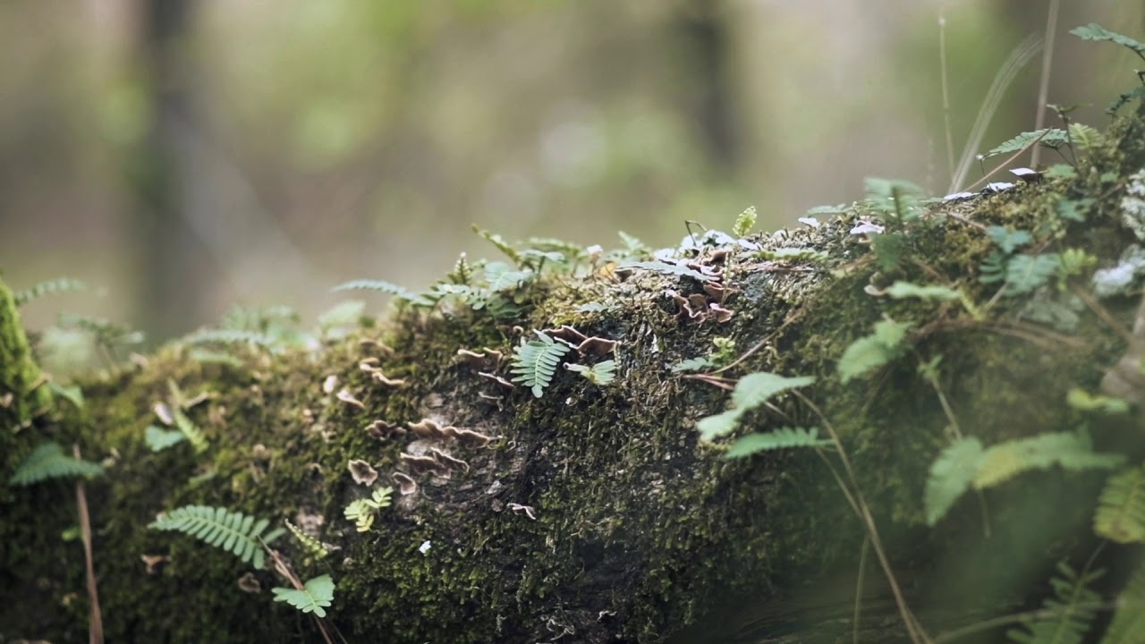 Nature B-Roll Sampling