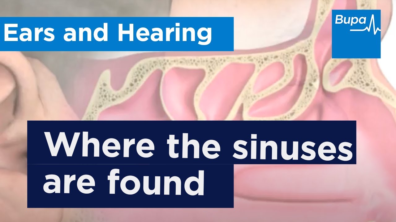 Where the sinuses are found | Bupa Health