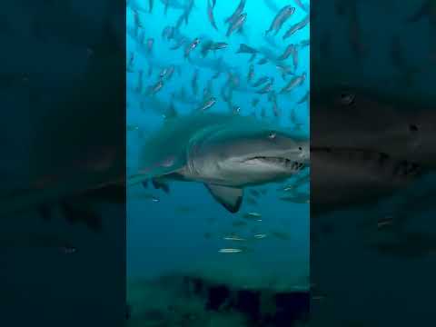 Sand Tiger Shark at the National Aquarium #short #animals #nationalaquarium #nature #shark