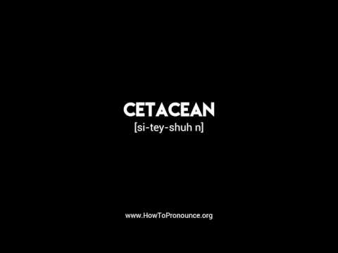How to Pronounce "cetacean"