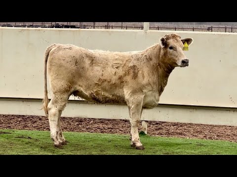 Bred Charolais Angus Cross - J&J Cattle Co
