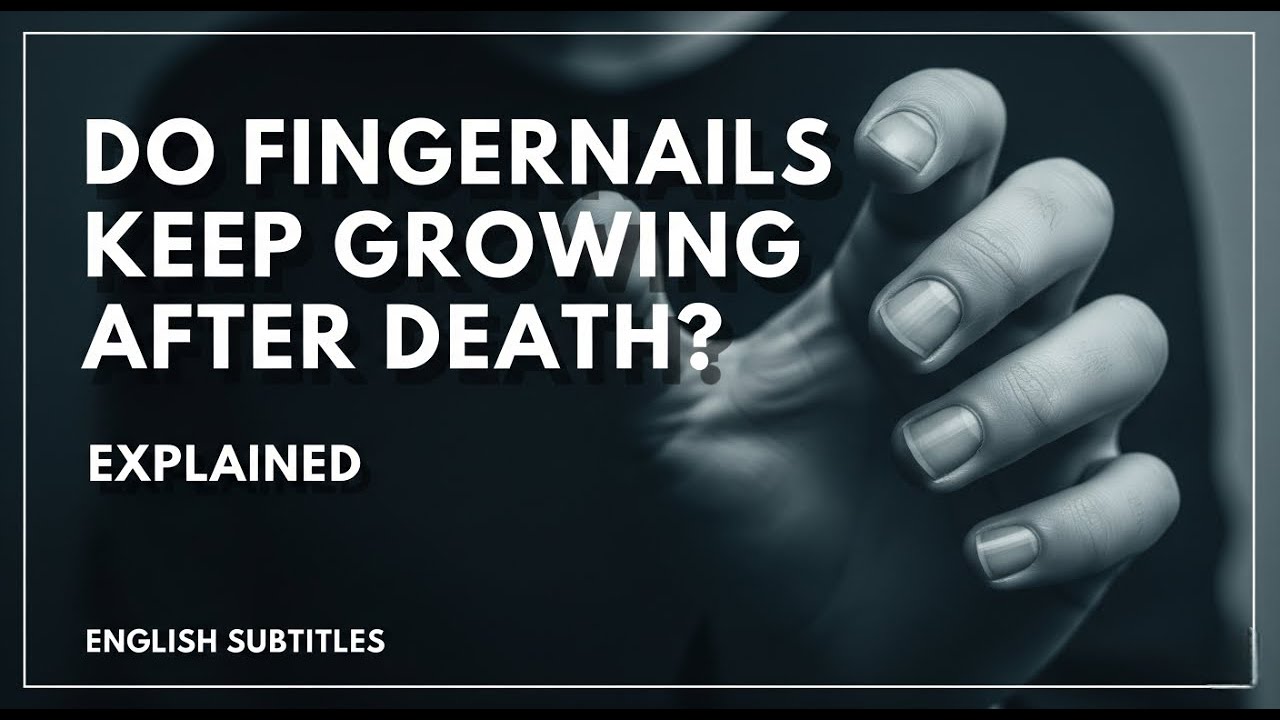 Do Fingernails Keep Growing After Death? | Explained | English Subtitles | Beginners | Simplified