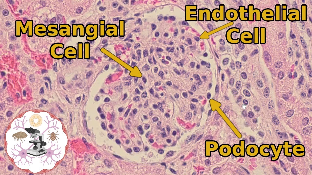 Kidney Histology - The Glomerulus - Another One Bites the Tuft