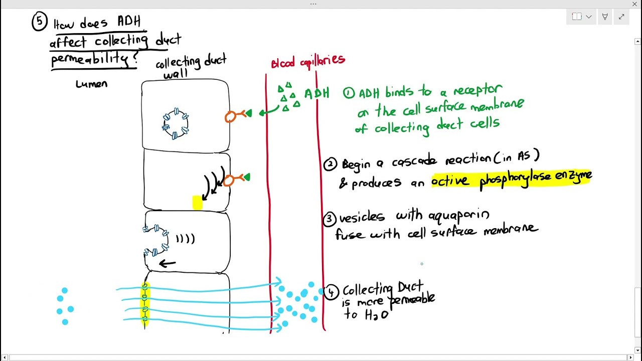 Understanding Selective Reabsorption in the Collecting Duct: A Deep ...
