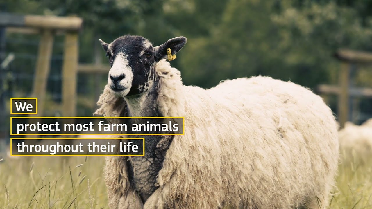 Animal Welfare - ECI