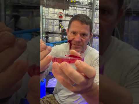 Blood vs brown snake venom equals…