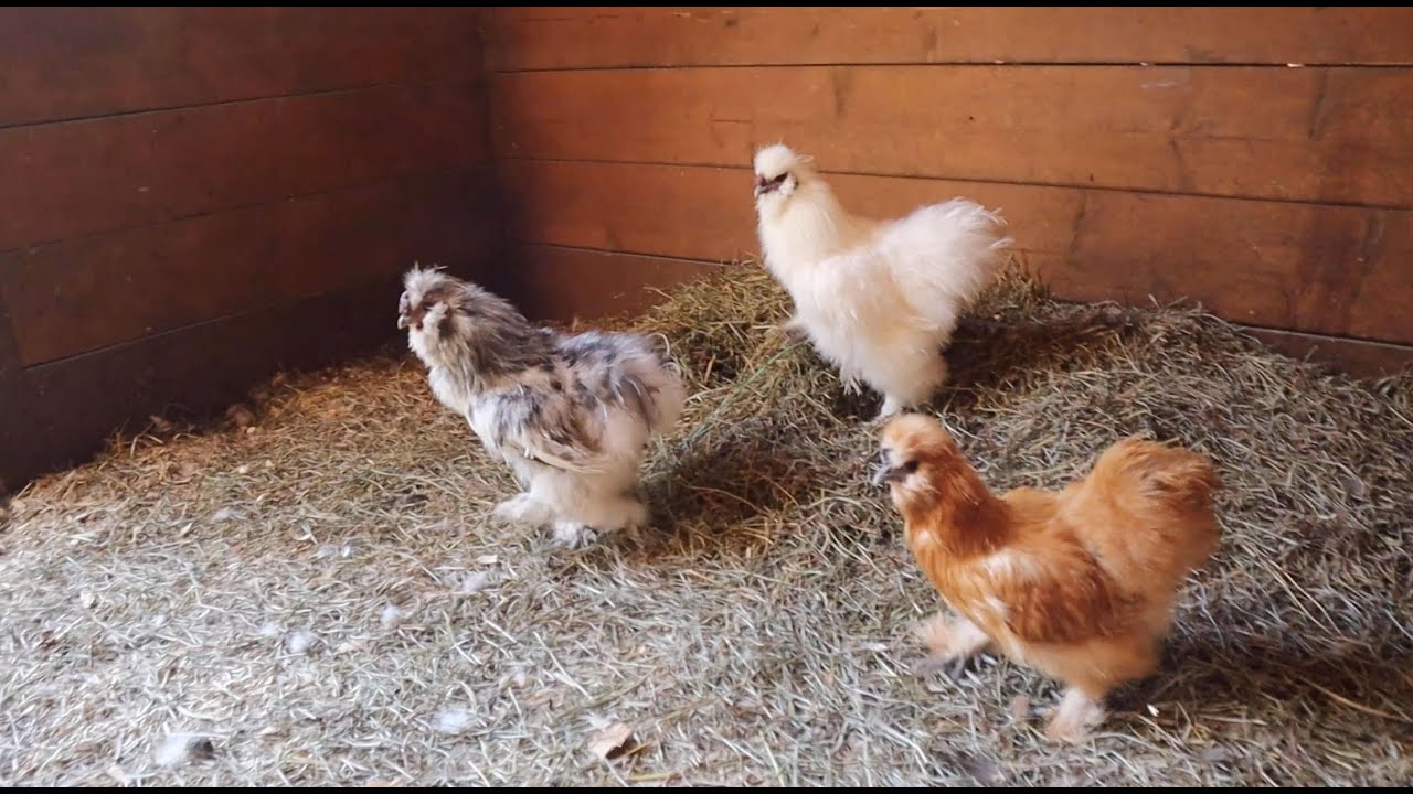 ROOSTERS 101: Know These 6 Things BEFORE You Bring Home A Cockerel | Spurs, Protection, & Crowing