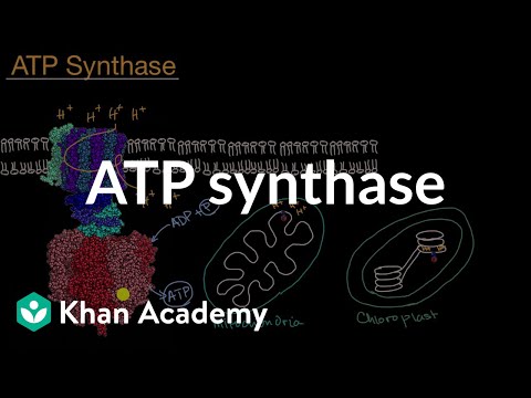 ATP synthase (video) | Metabolism | Khan Academy