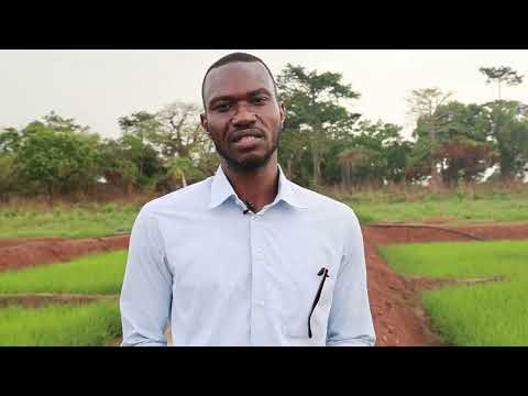Integrated Rice-Fish Farming | HD4A Innovations