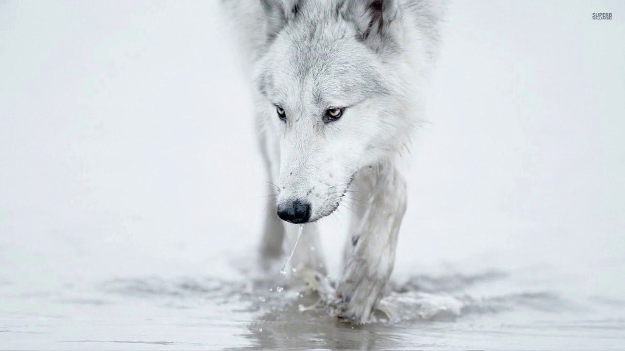White Wolves Wallpapers