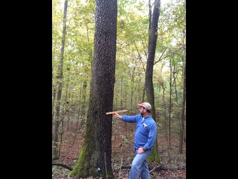 Marketing Hardwood Timber