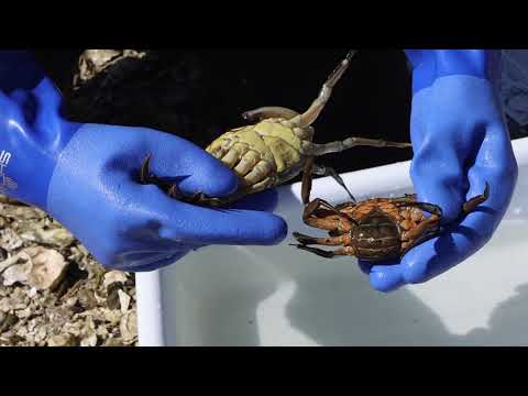 How to Identify European Green Crabs