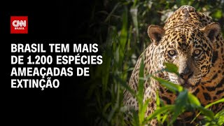 Espécie de pangolim recém-descoberta pode ajudar na luta contra a ...