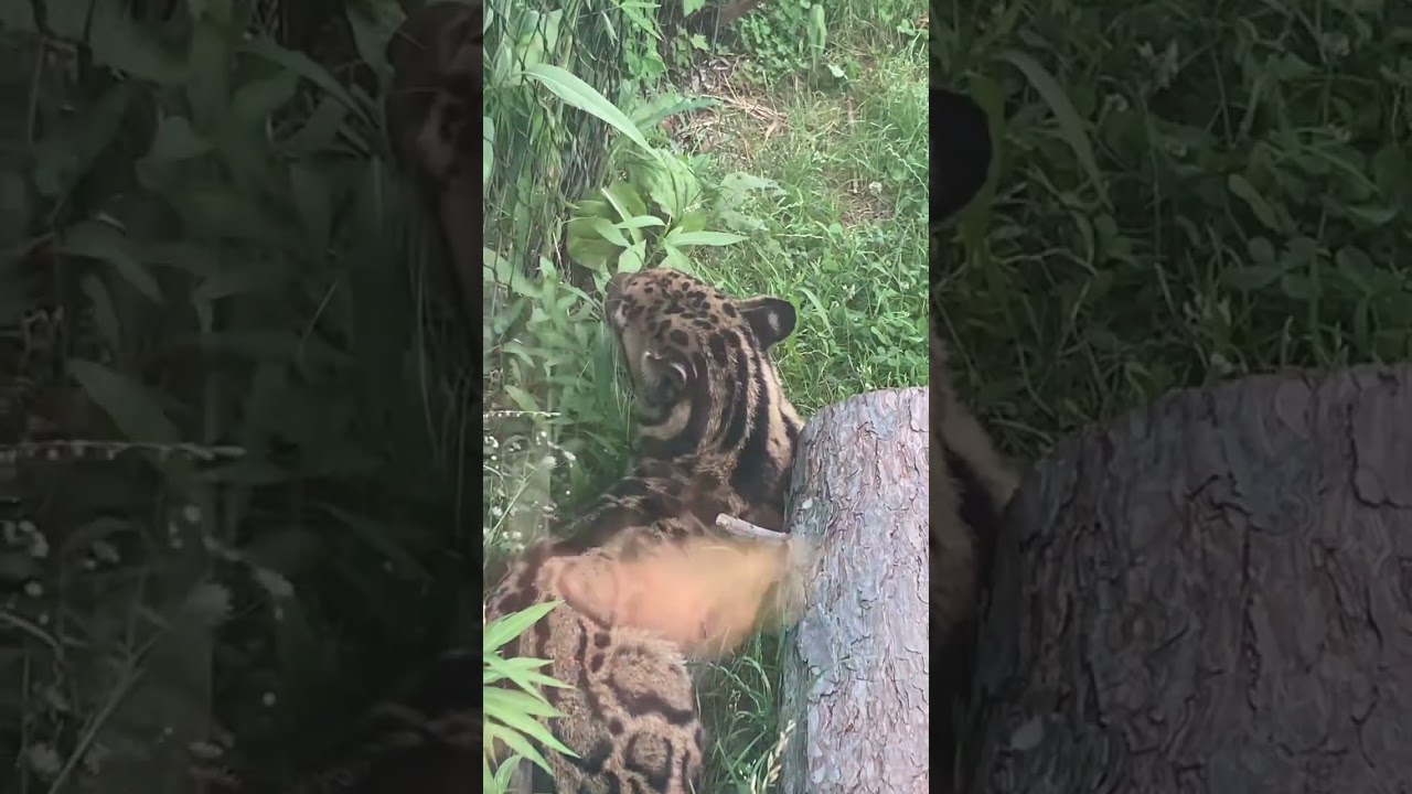 Clouded leopards