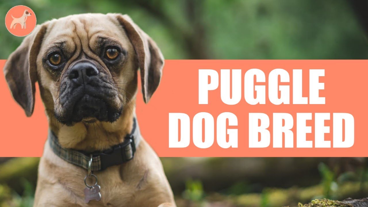 Puggle Dog Breed: Owner's Guide, Info, Pictures, Care & More!