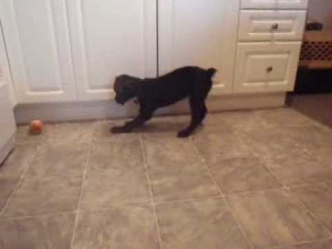 Bella the Bossi-Poo