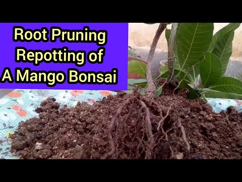 Mango Tree Roots – Plants Biology