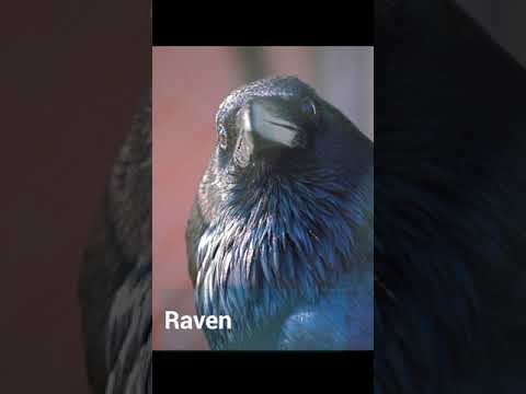 Word of the Day, Raven, #SHORTS