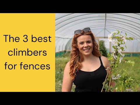The best climbers for fences