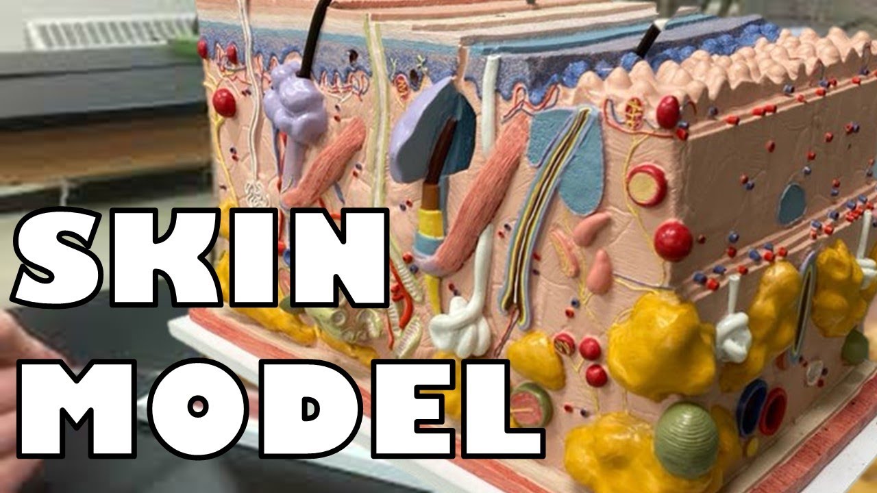 Skin Model (with subtitles) - Ohio University - Anatomy & Physiology