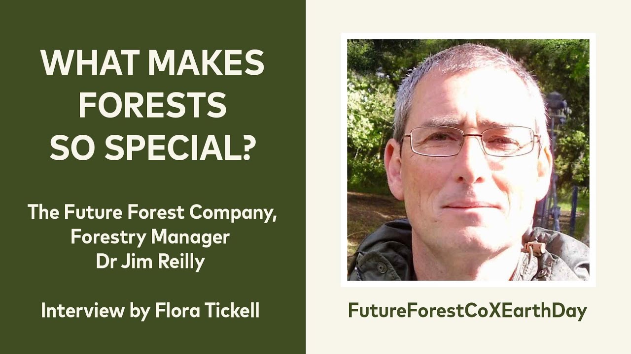 What Makes Forests So Special?