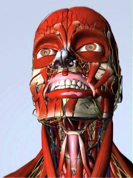 biodigital human body