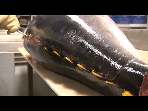 Garrett Tenney - Sustainable Sushi