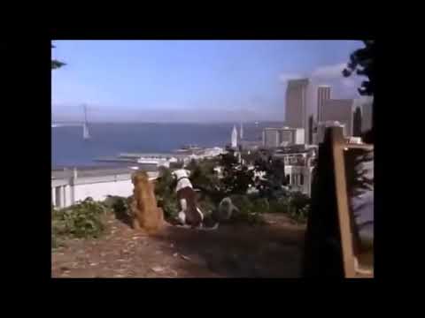 Homeward Bound 2 Lost In San Francisco (1996) clip