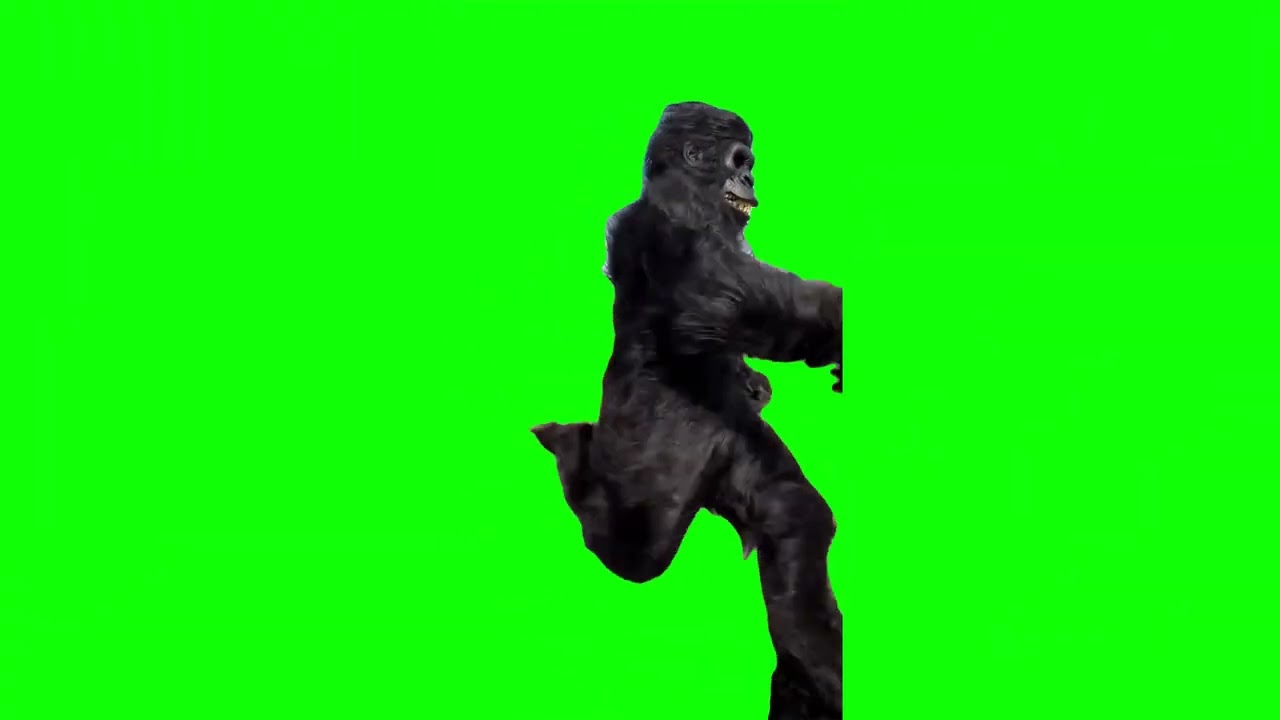 Gorilla Running meme Green Screen