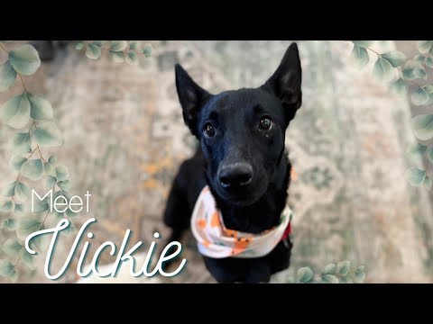 Dog for adoption - Vickie is Your Petite Adoring Girl, a Black Labrador ...