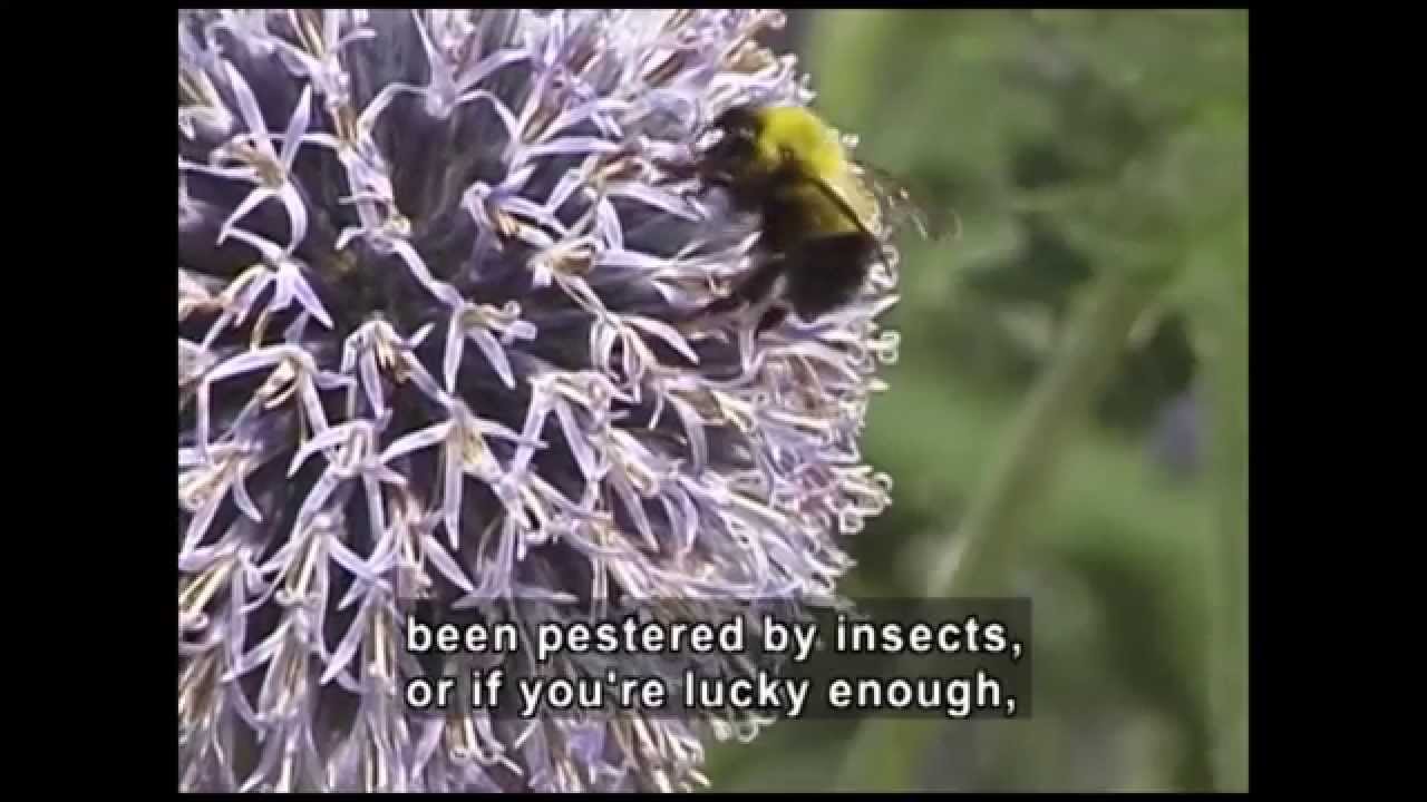Classifying Animals (Accessible Preview)