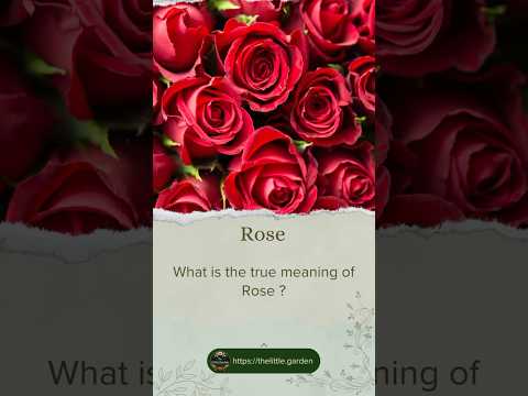 What is the true meaning of Rose? #shorts