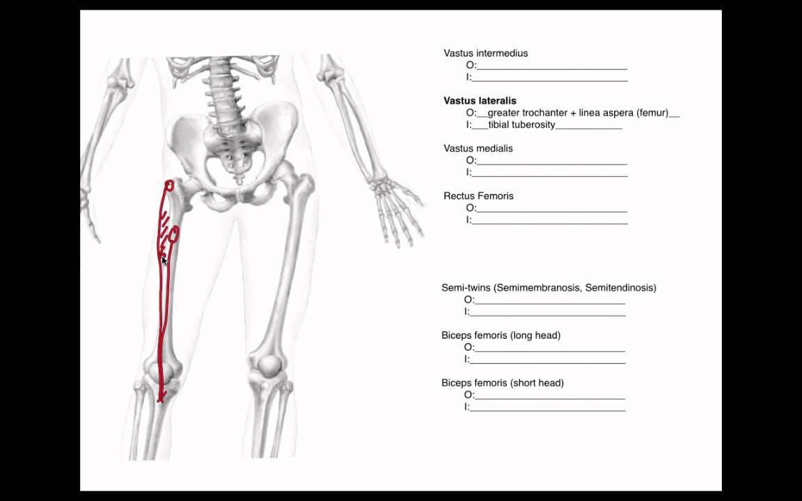 How to memorize muscles without flashcards.  Muscle Draw: Knee