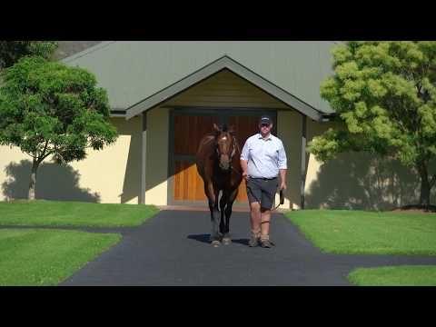 A look at Headwater's first crop yearlings