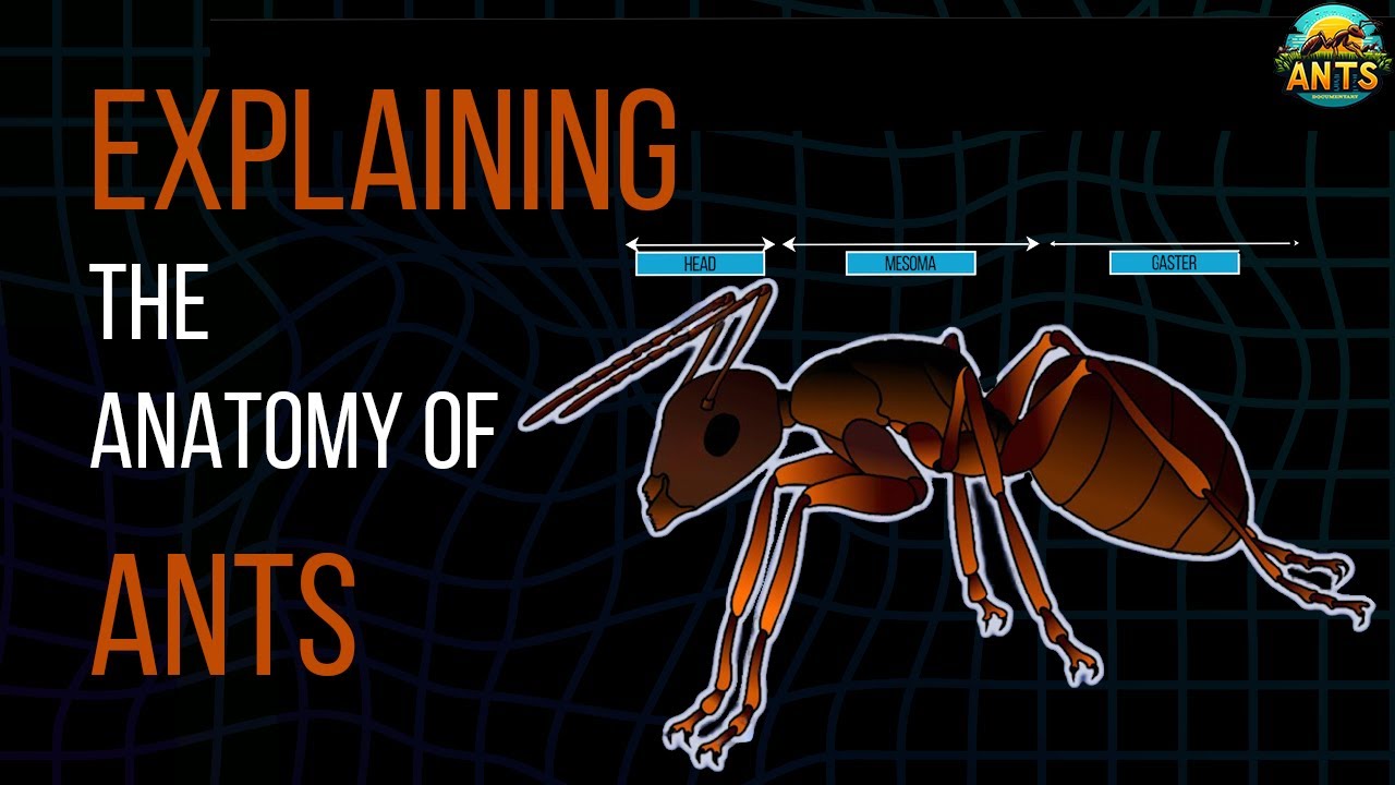 Ant's Anatomy and physiology - Documentary